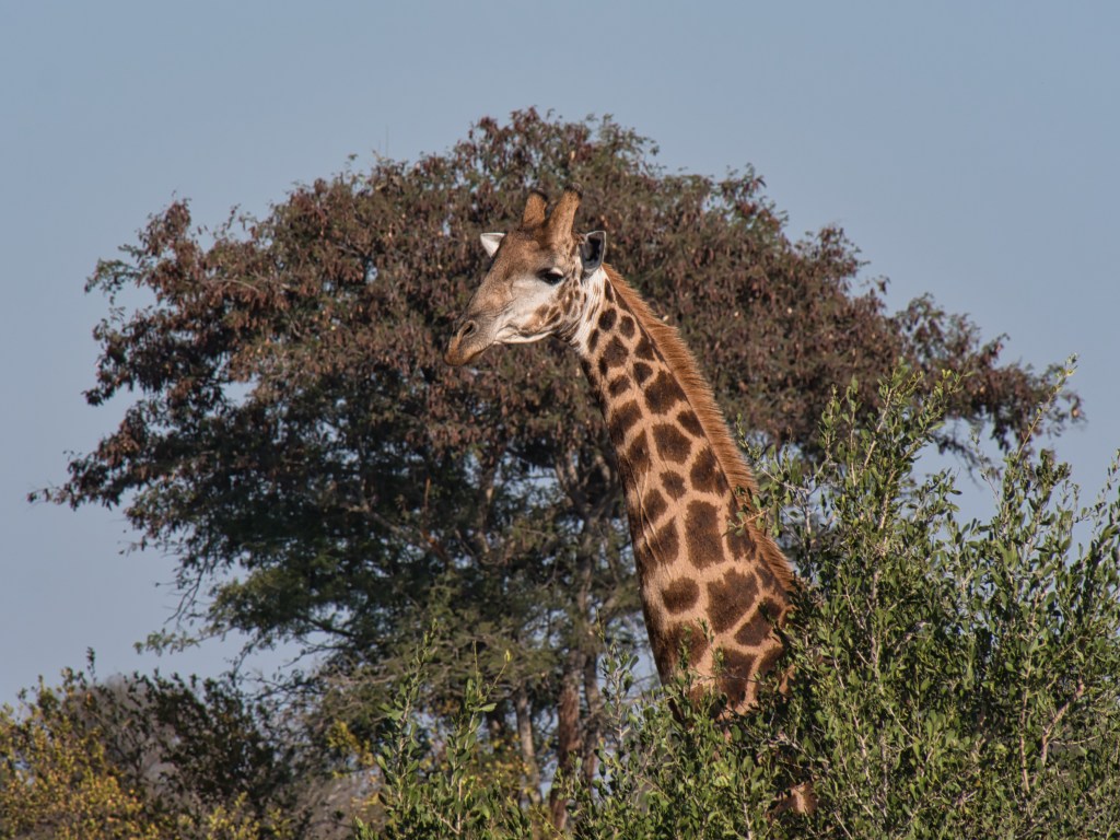 Graceful Giants of the Savannah - Giraffes - Scuba Hank NYC